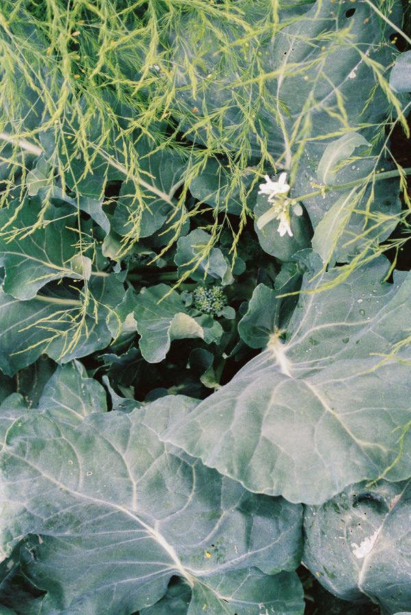 Brassicas
