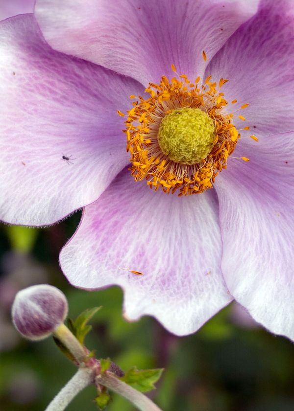 Flower's Atomic Connection